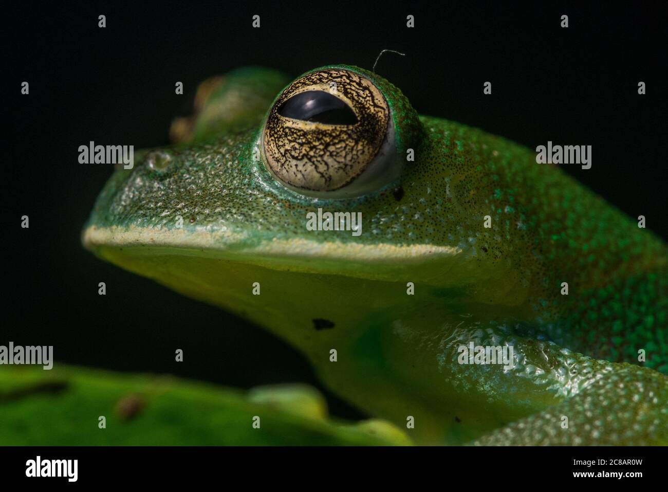 Rainforest peru glass frog hi-res stock photography and images - Alamy