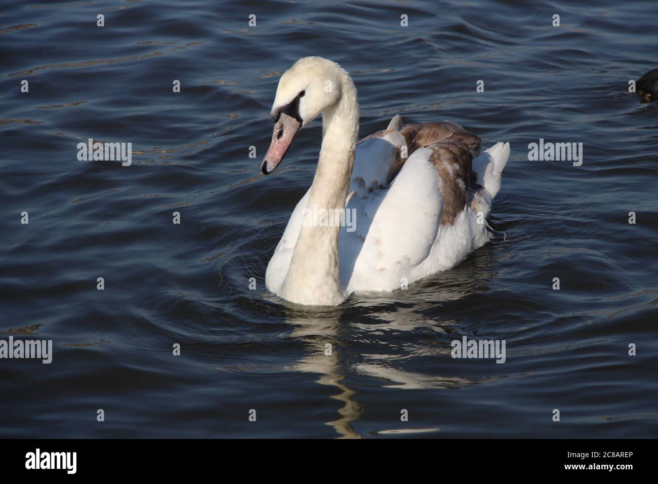Partially brown wings hi-res stock photography and images - Alamy