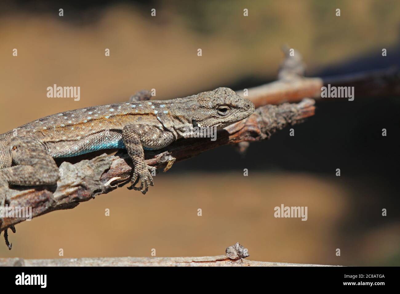 Small-scaled Lizard (Urosaurus microscutatus Stock Photo - Alamy