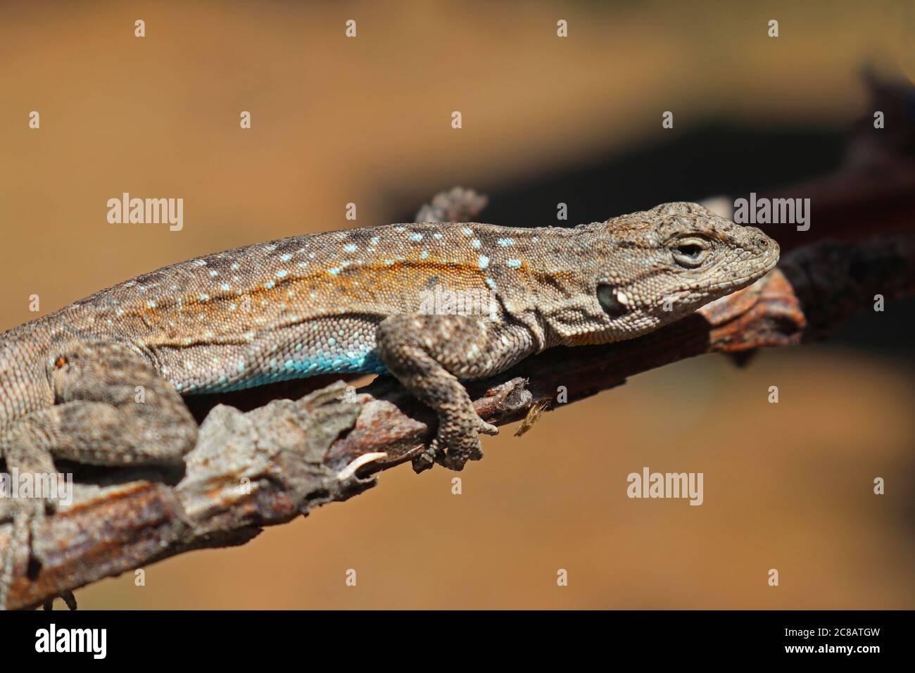 Scaled reptiles hi-res stock photography and images - Alamy