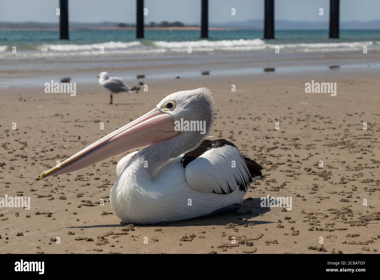 Pelican sitting on sandy beach Stock Photo - Alamy