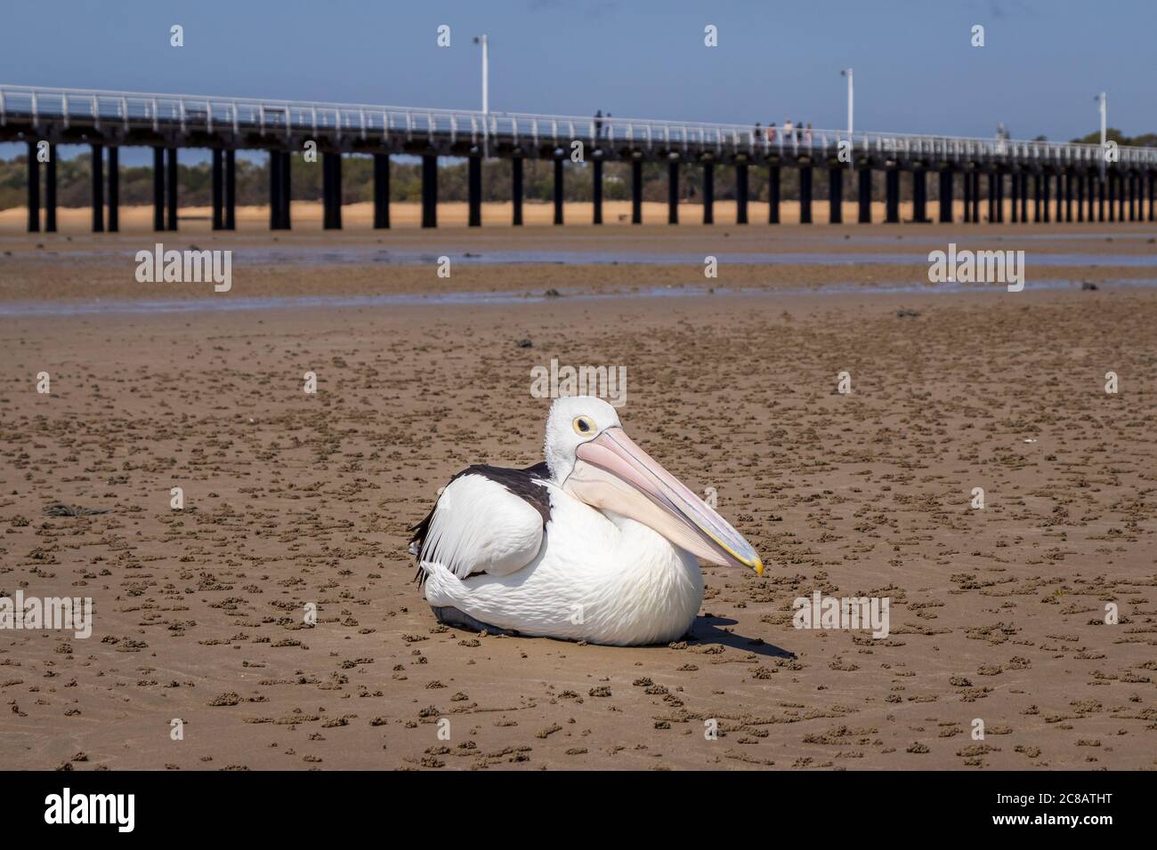 Pelican resting on sandy beach Stock Photo - Alamy