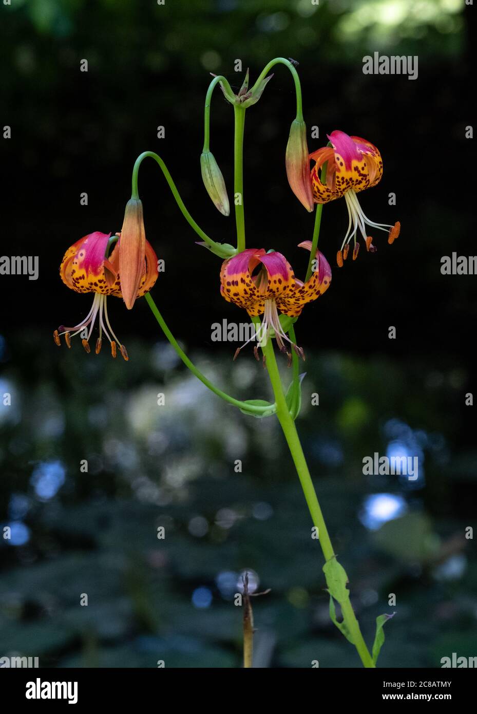 Leopard lilies by the lake at the Leckford Estate, Longstock, Hampshire ...