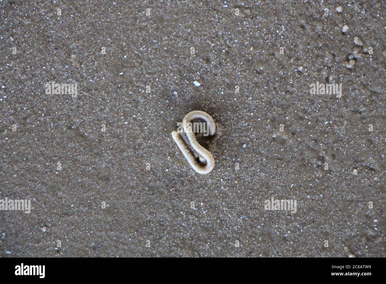 squiggly squiggle worm-shaped mounds left on a beach in Essex, as a ...