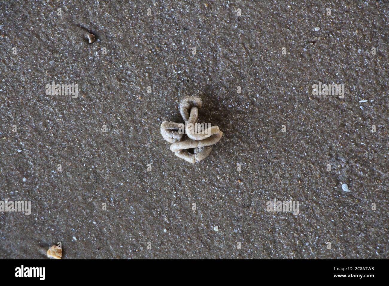squiggly squiggle worm-shaped mounds left on a beach in Essex, as a ...