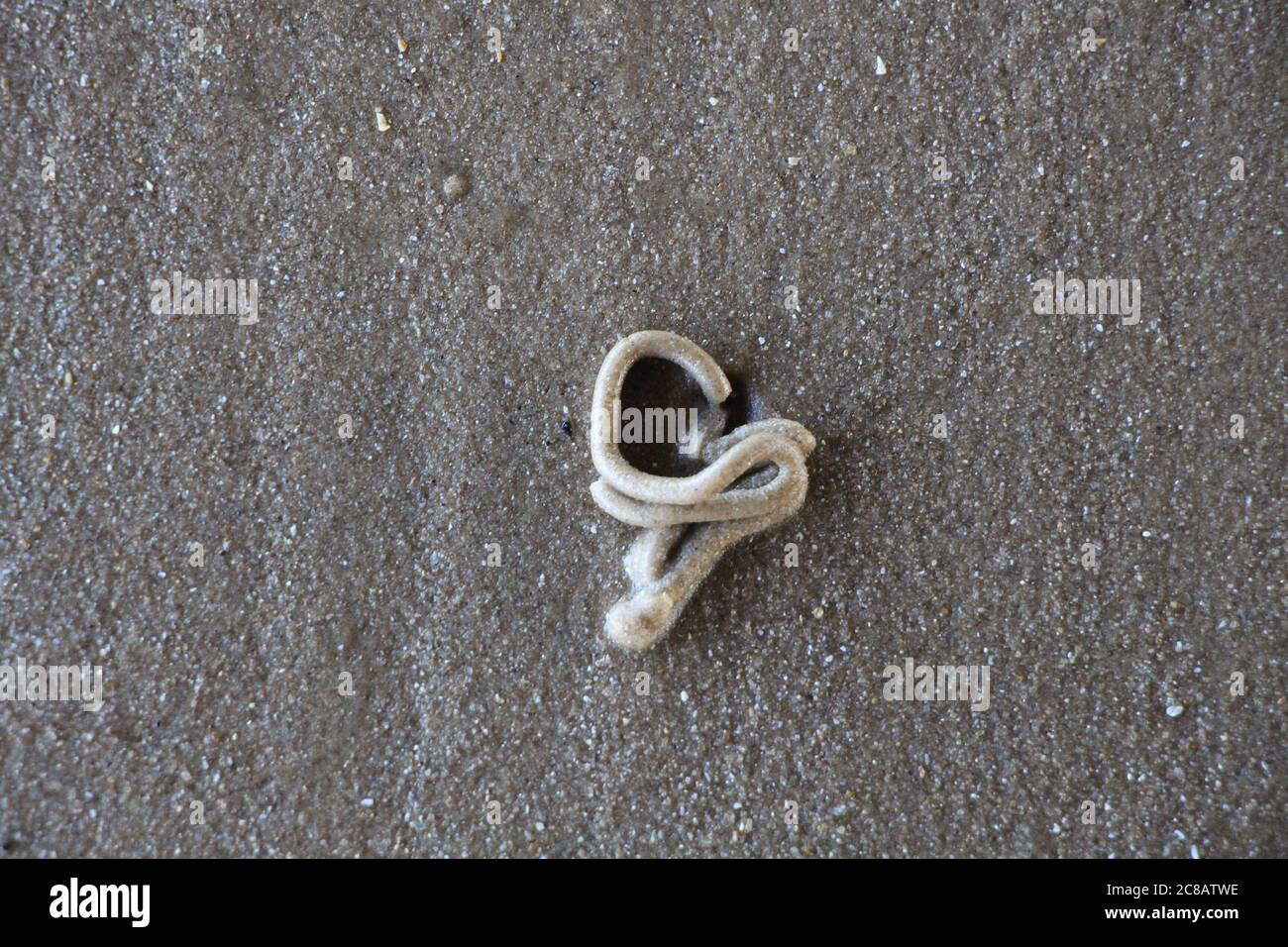 squiggly squiggle worm-shaped mounds left on a beach in Essex, as a ...