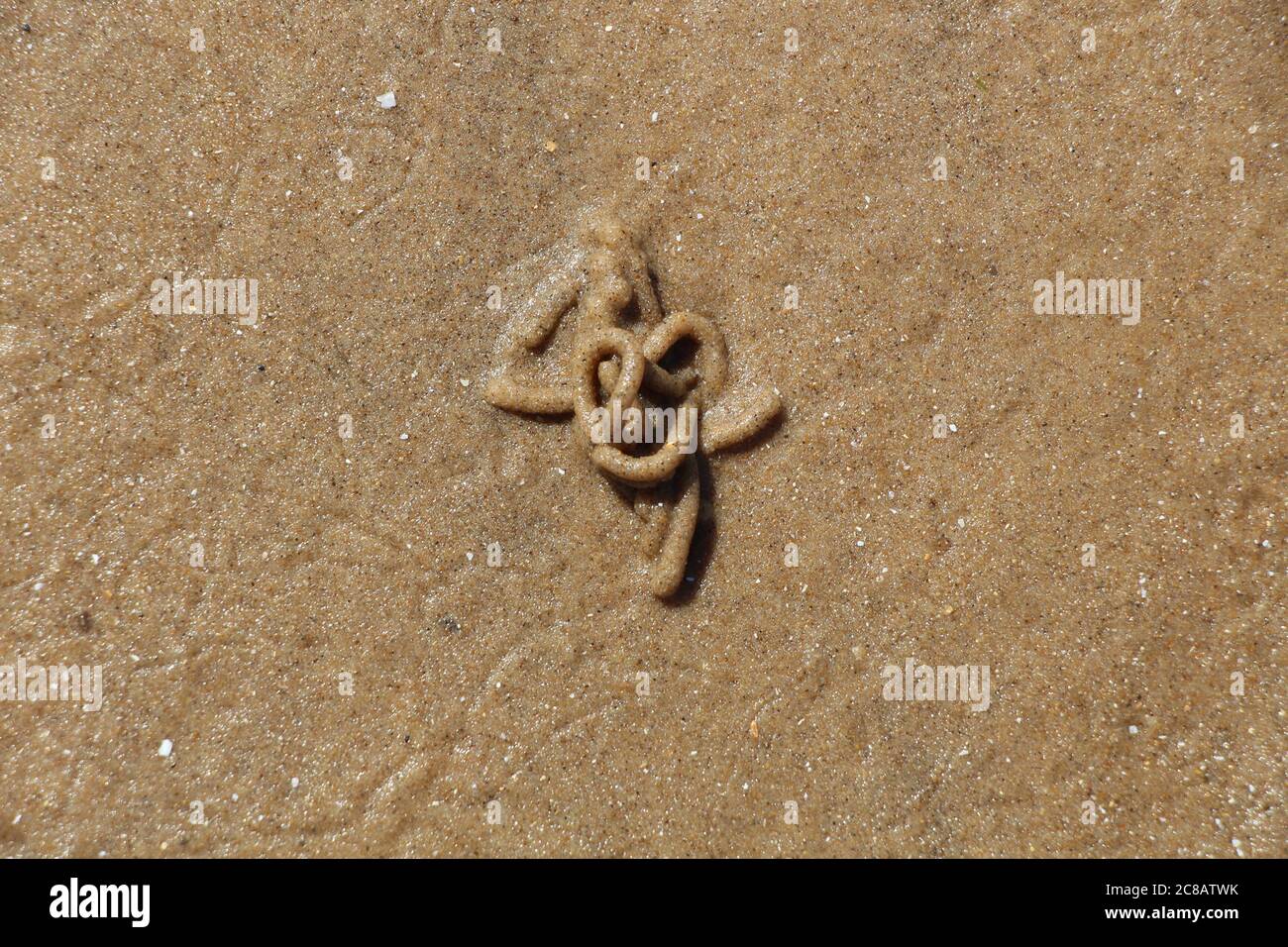 Worm cast in sand hi-res stock photography and images - Alamy