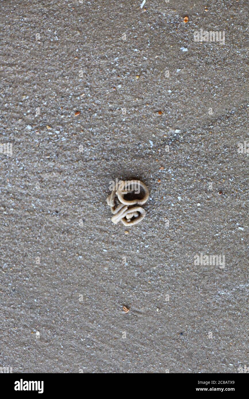 squiggly squiggle worm-shaped mounds left on a beach in Essex, as a ...