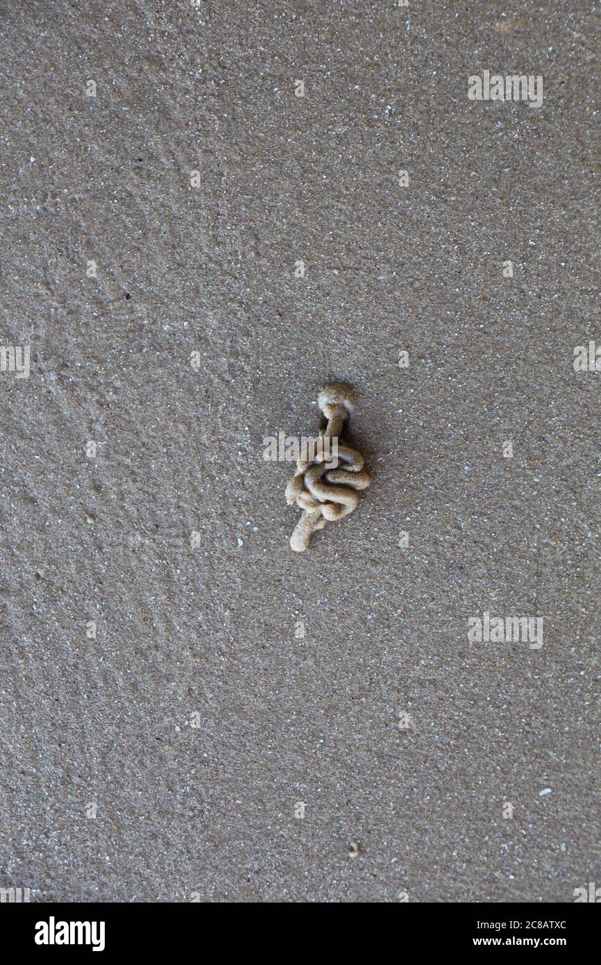Worm casts in sand hi-res stock photography and images - Alamy