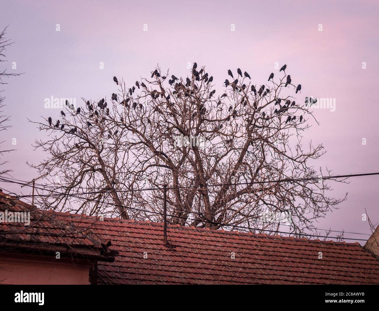 Silhouette of a raven on a tree hi-res stock photography and images - Alamy
