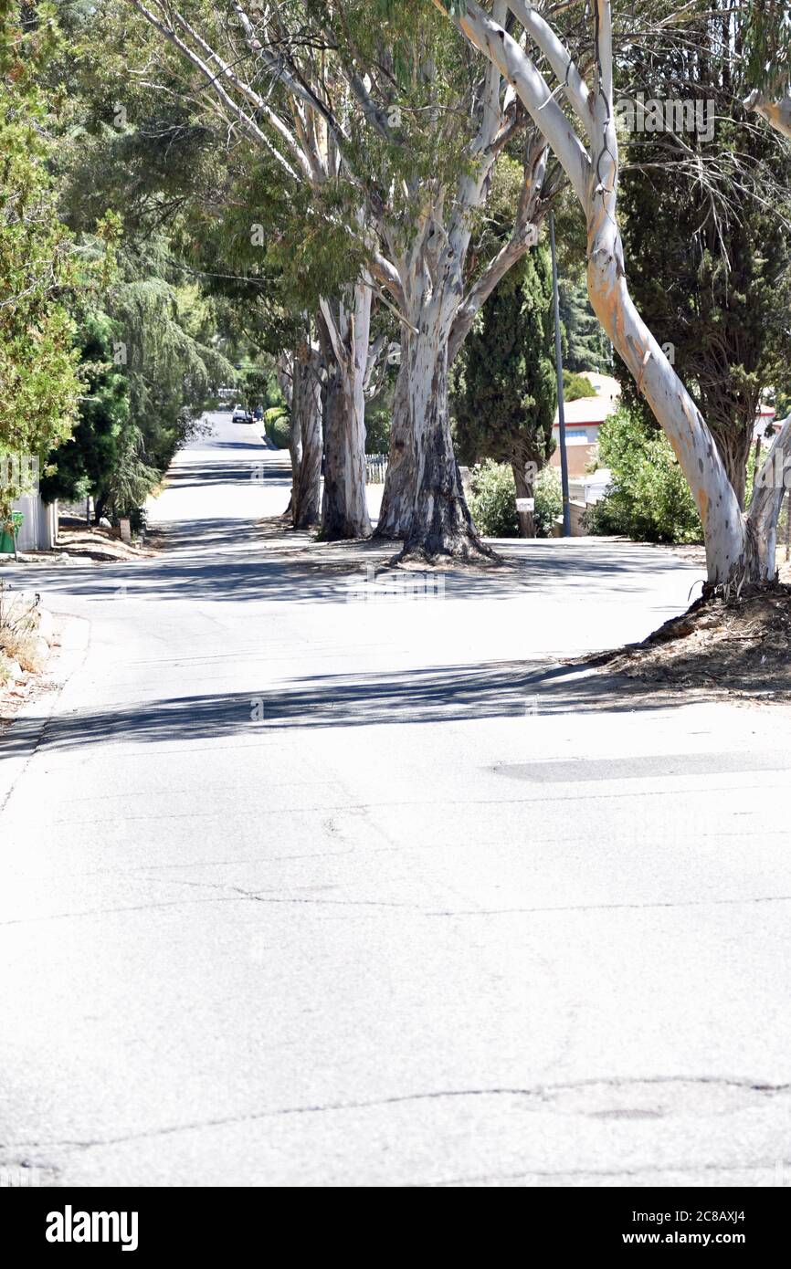 Tree Lined Street Stock Photo - Alamy