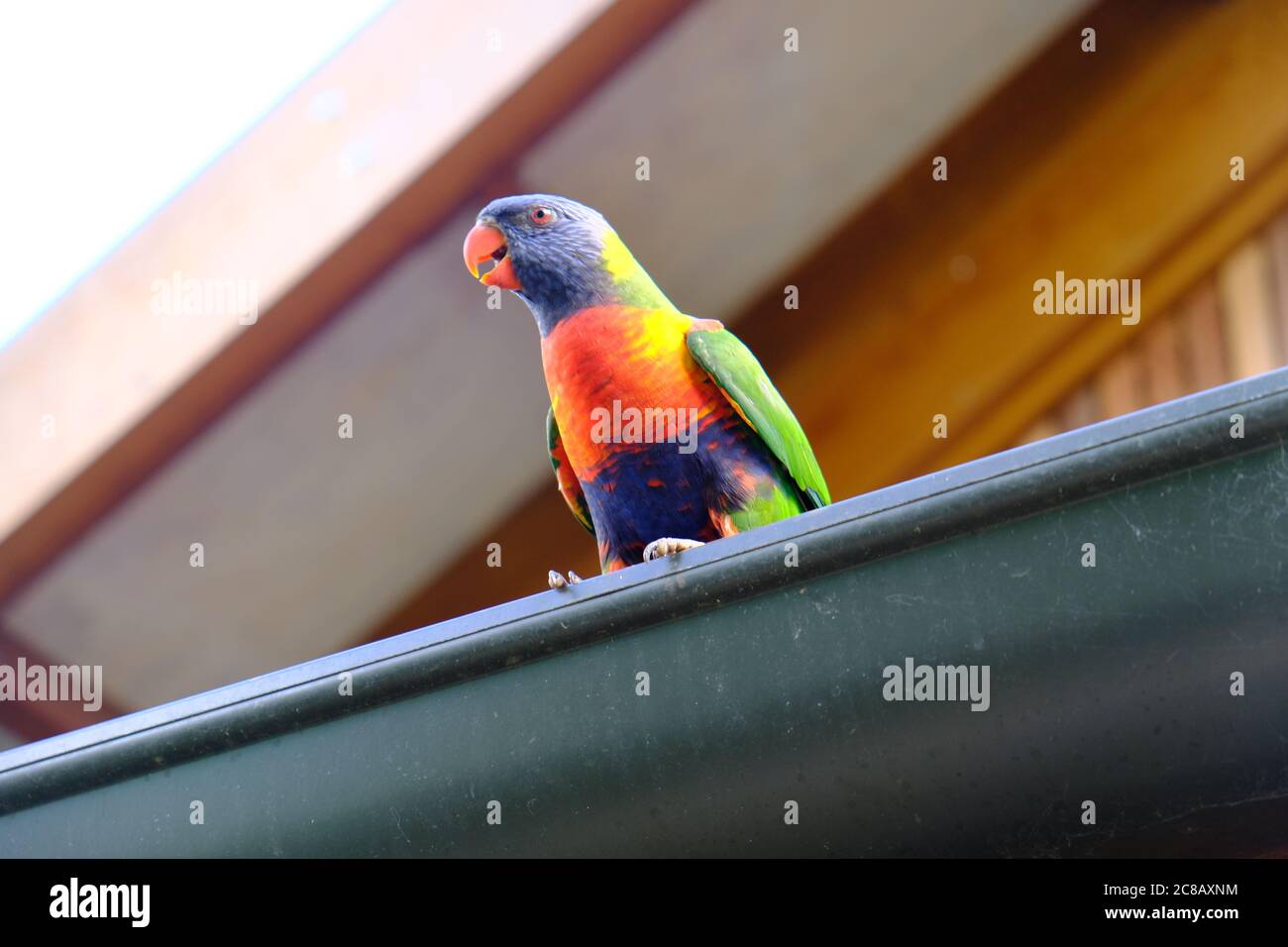 Perkici pelangi hi-res stock photography and images - Alamy