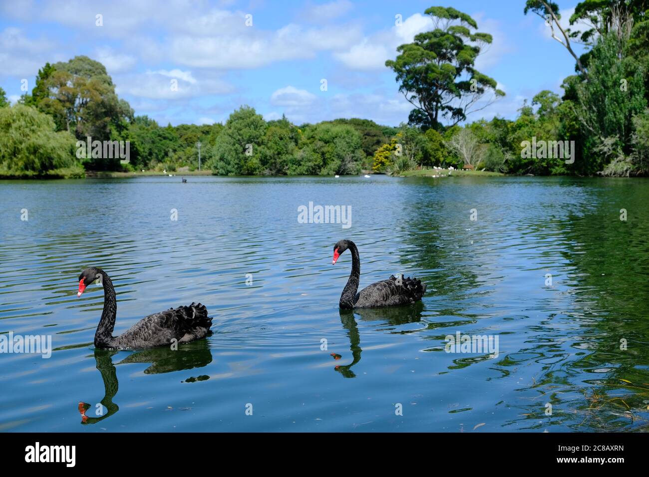 Auckland western springs park hi-res stock photography and images - Alamy