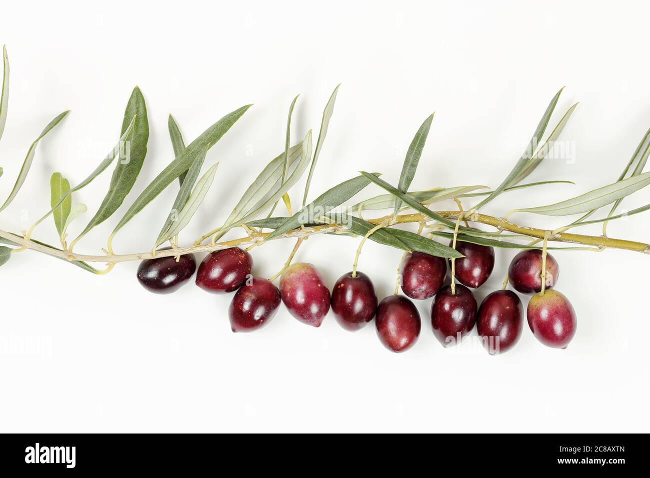 olive tree twig with olives on white surface Stock Photo - Alamy