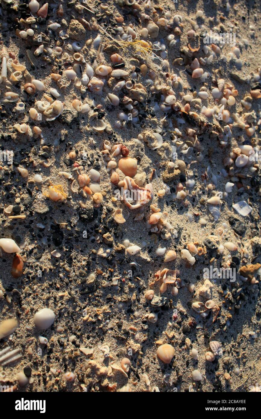 Shells close up elafonisi beach crete island covid-19 season holidays ...