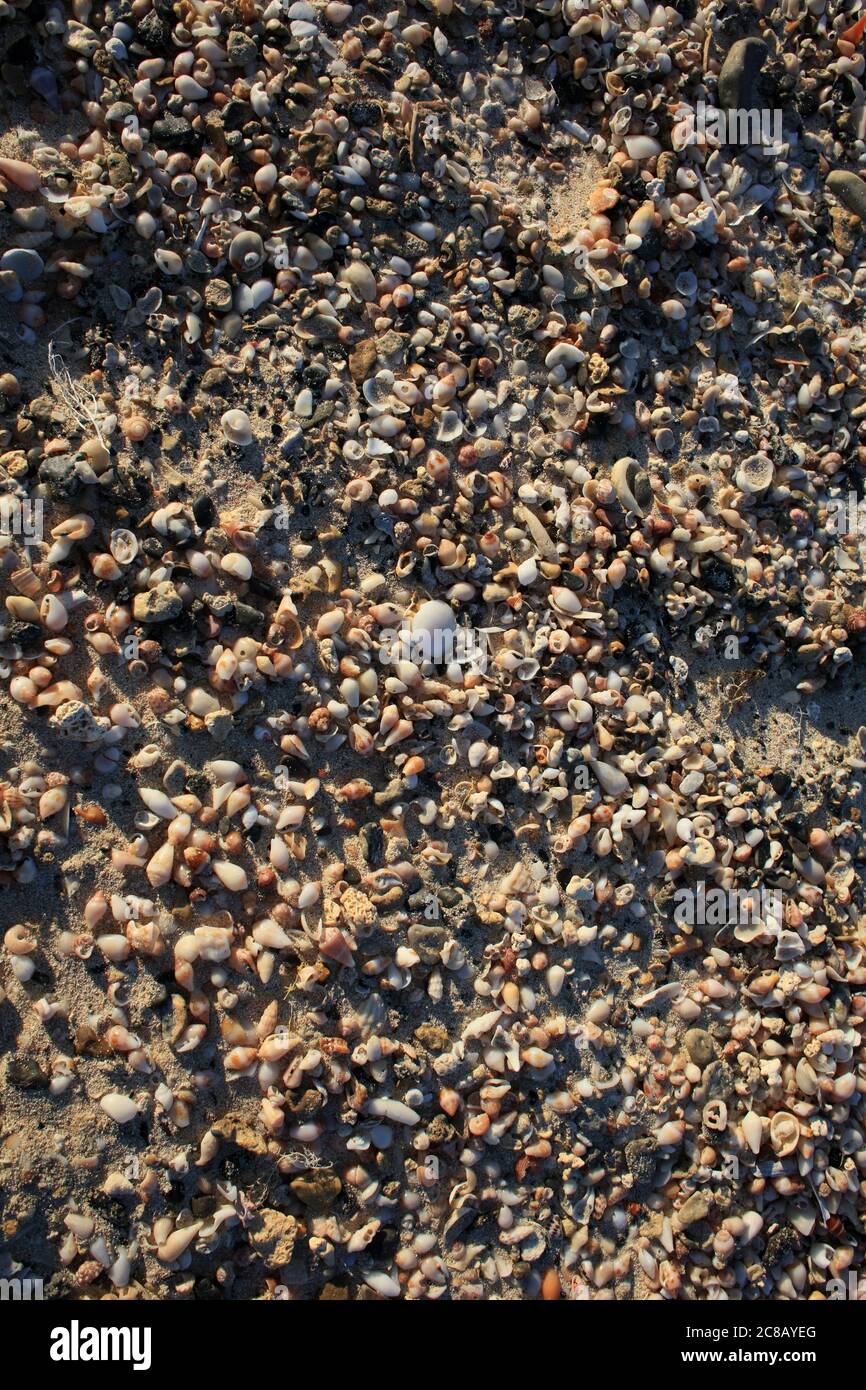 Shells close up elafonisi beach crete island covid-19 season holidays ...
