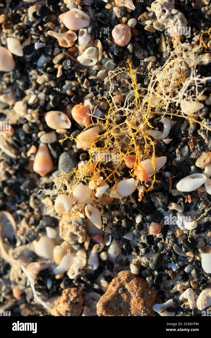 Shells close up elafonisi beach crete island covid-19 season holidays ...