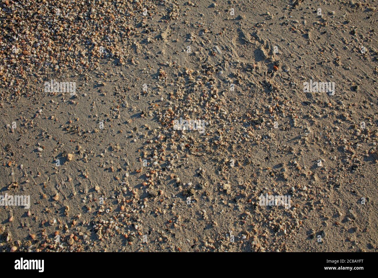 Shells close up elafonisi beach crete island covid-19 season holidays ...