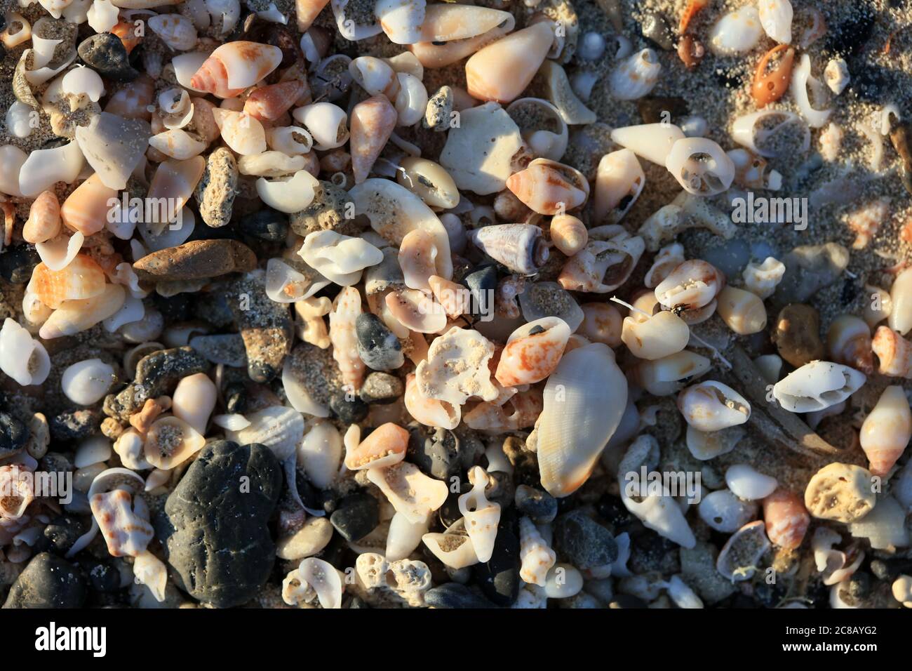 Shells close up elafonisi beach crete island covid-19 season holidays ...