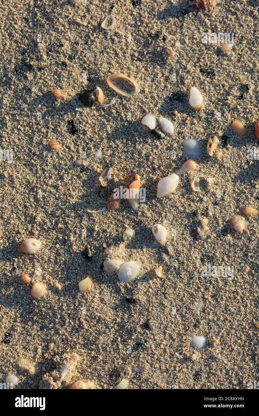 Shells close up elafonisi beach crete island covid-19 season holidays ...
