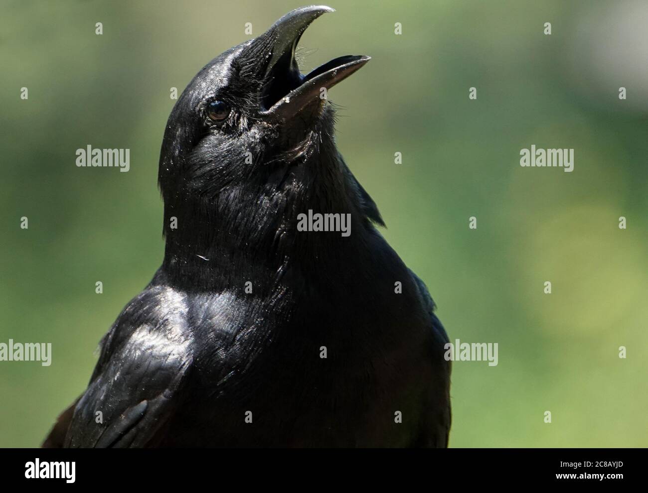 Raven Calling High Resolution Stock Photography and Images - Alamy
