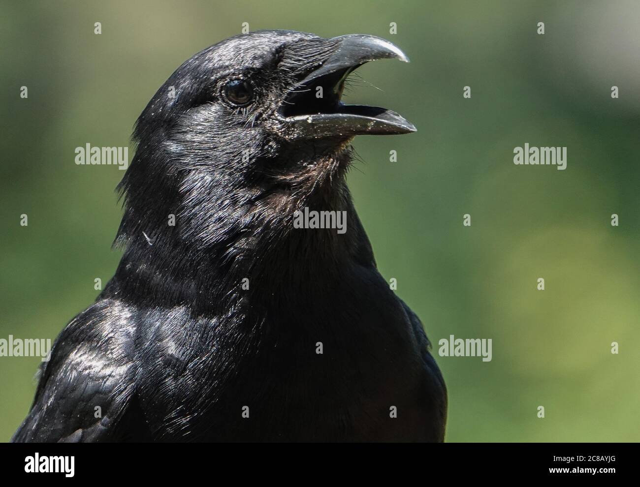 Animl portrait hi-res stock photography and images - Alamy