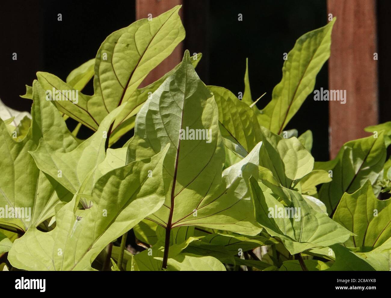 Green spreading plant in mid summer Stock Photo - Alamy