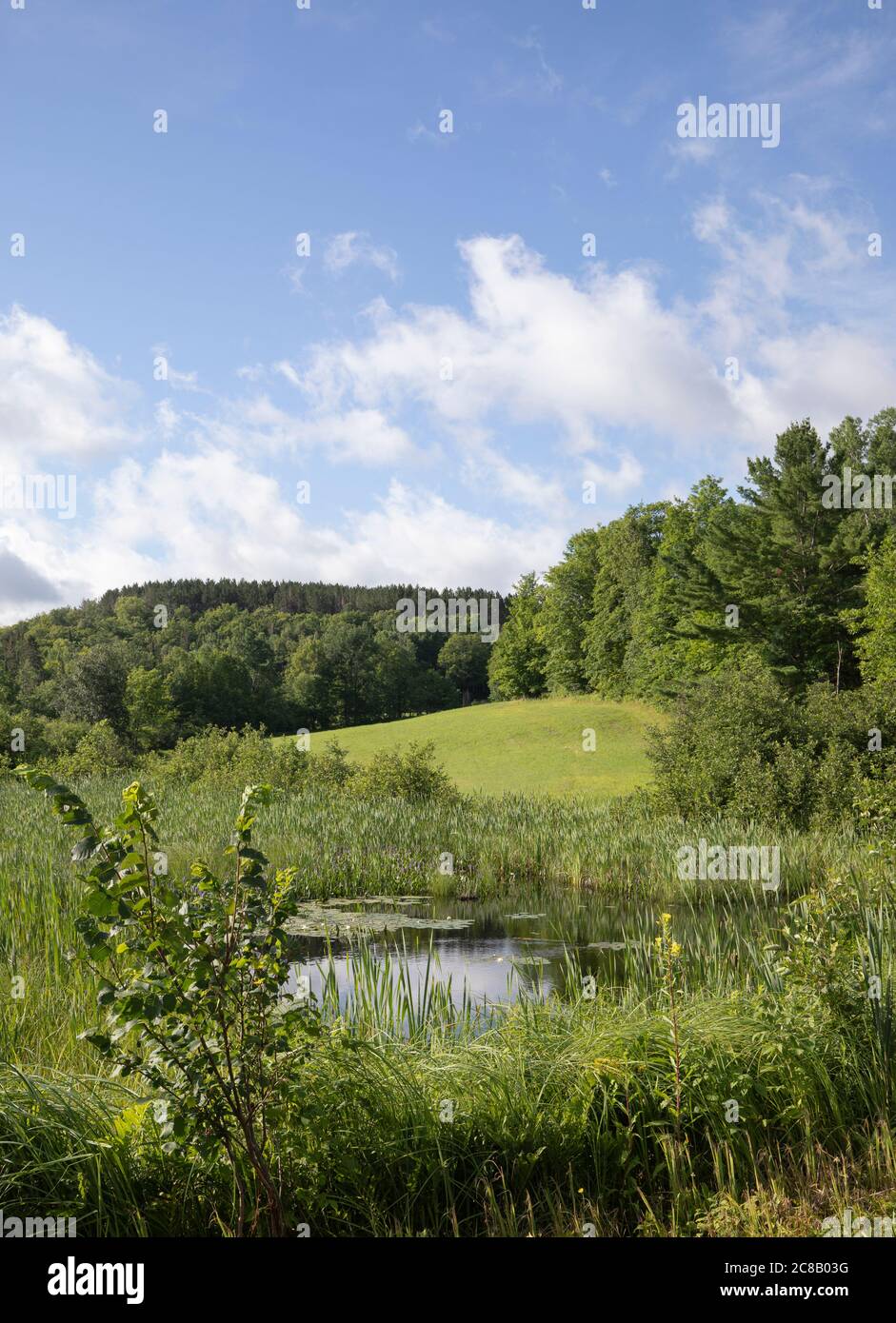 Beautiful green fields behind a small pond under blue skies Stock Photo ...