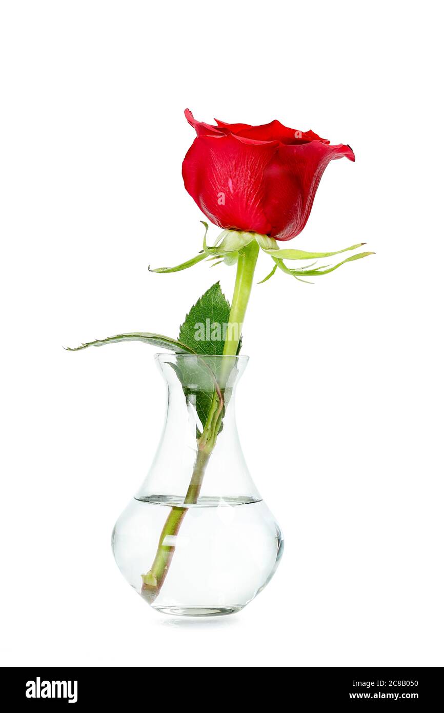 single rose in small vase isolated on white Stock Photo - Alamy