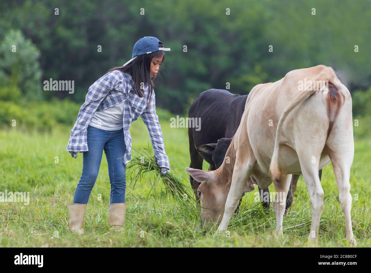 A cute Asian girl is feeding her cows in the ranch Stock Photo - Alamy