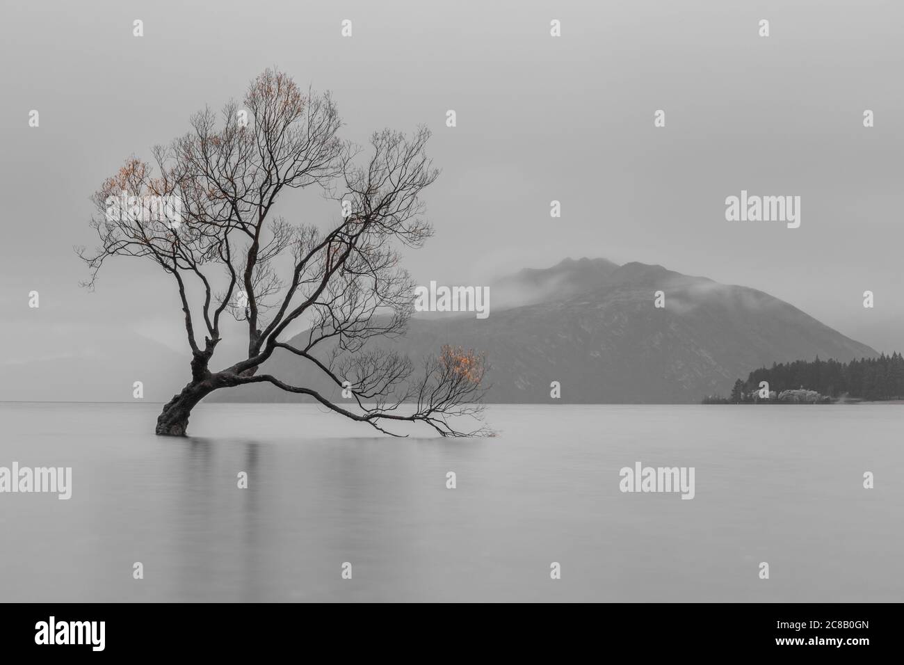 The Wanaka Tree, New Zealand; Nature Background Stock Photo - Alamy