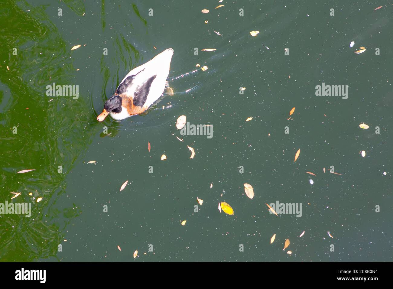 Lake bird view from above Stock Photo - Alamy