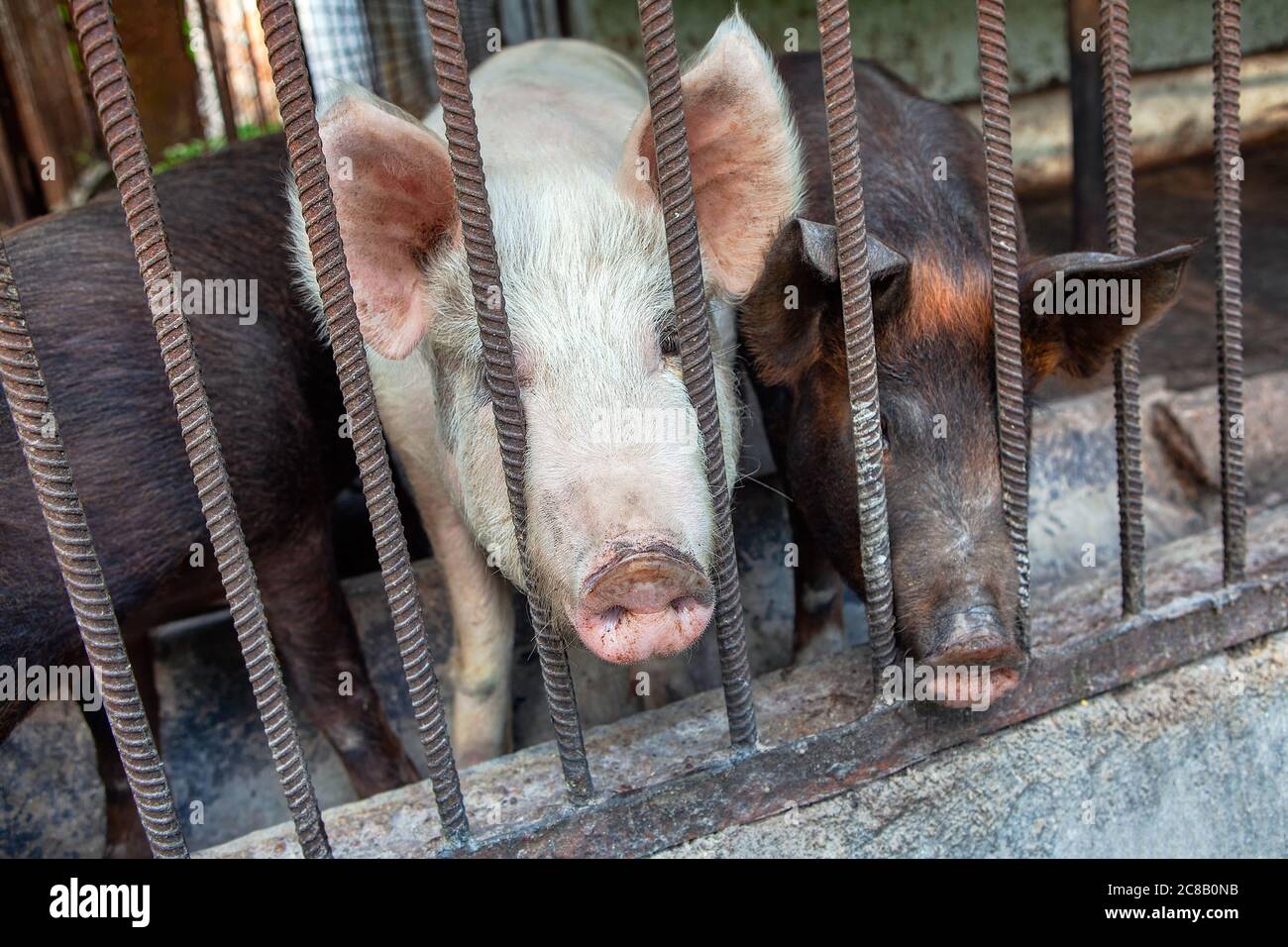 Swine in the Cage . Pig farm Stock Photo - Alamy