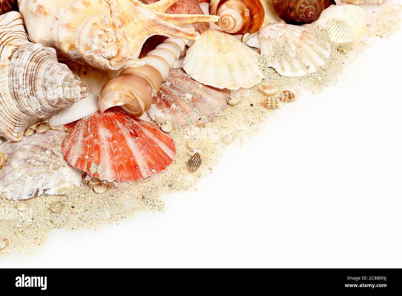 collection of sea shells on white Stock Photo - Alamy
