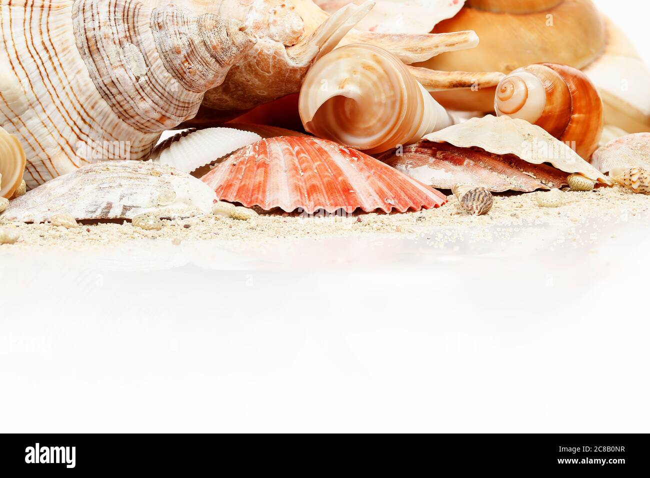 collection of sea shells on white Stock Photo - Alamy