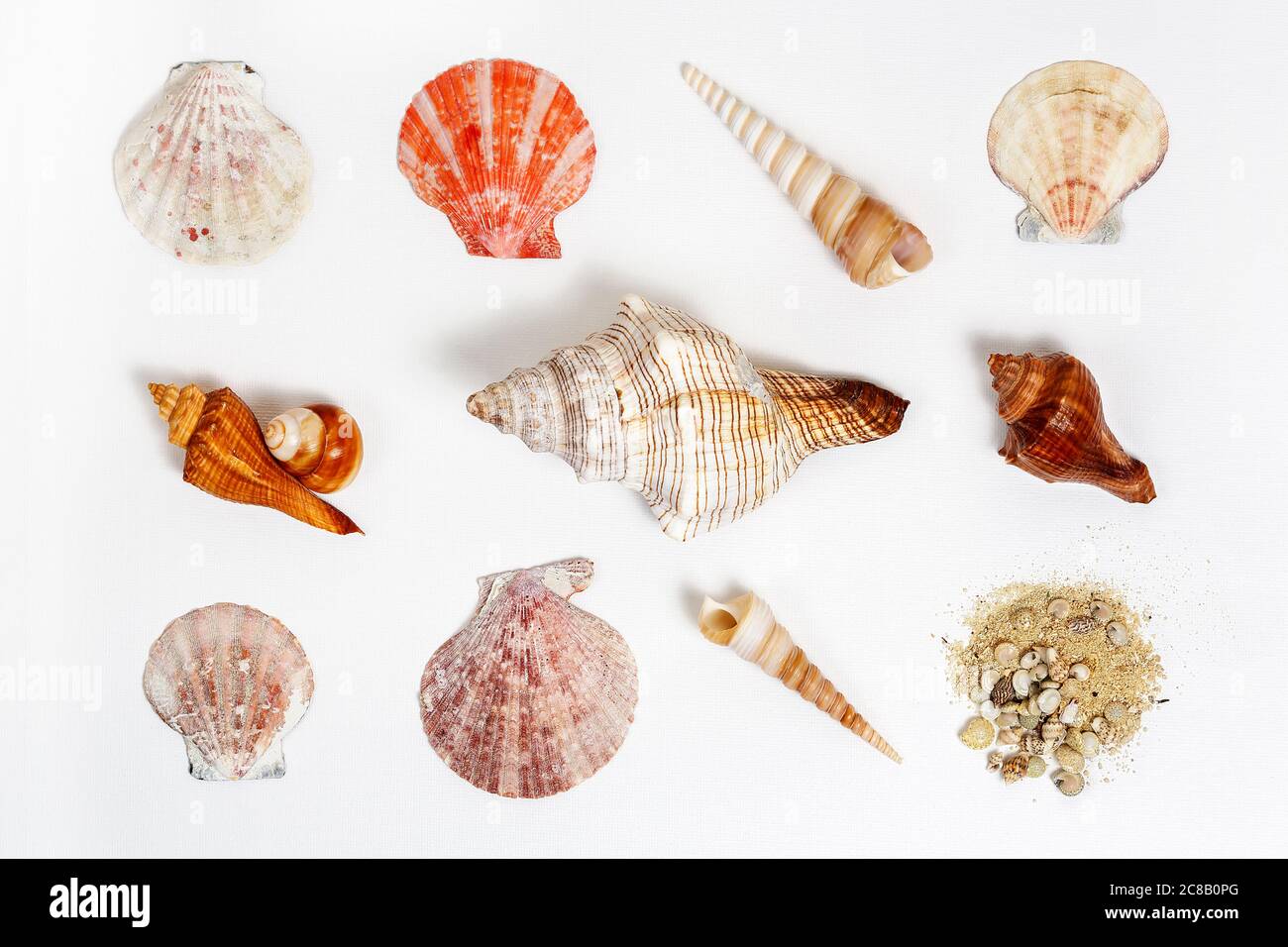 collection of sea shells on canvas Stock Photo - Alamy