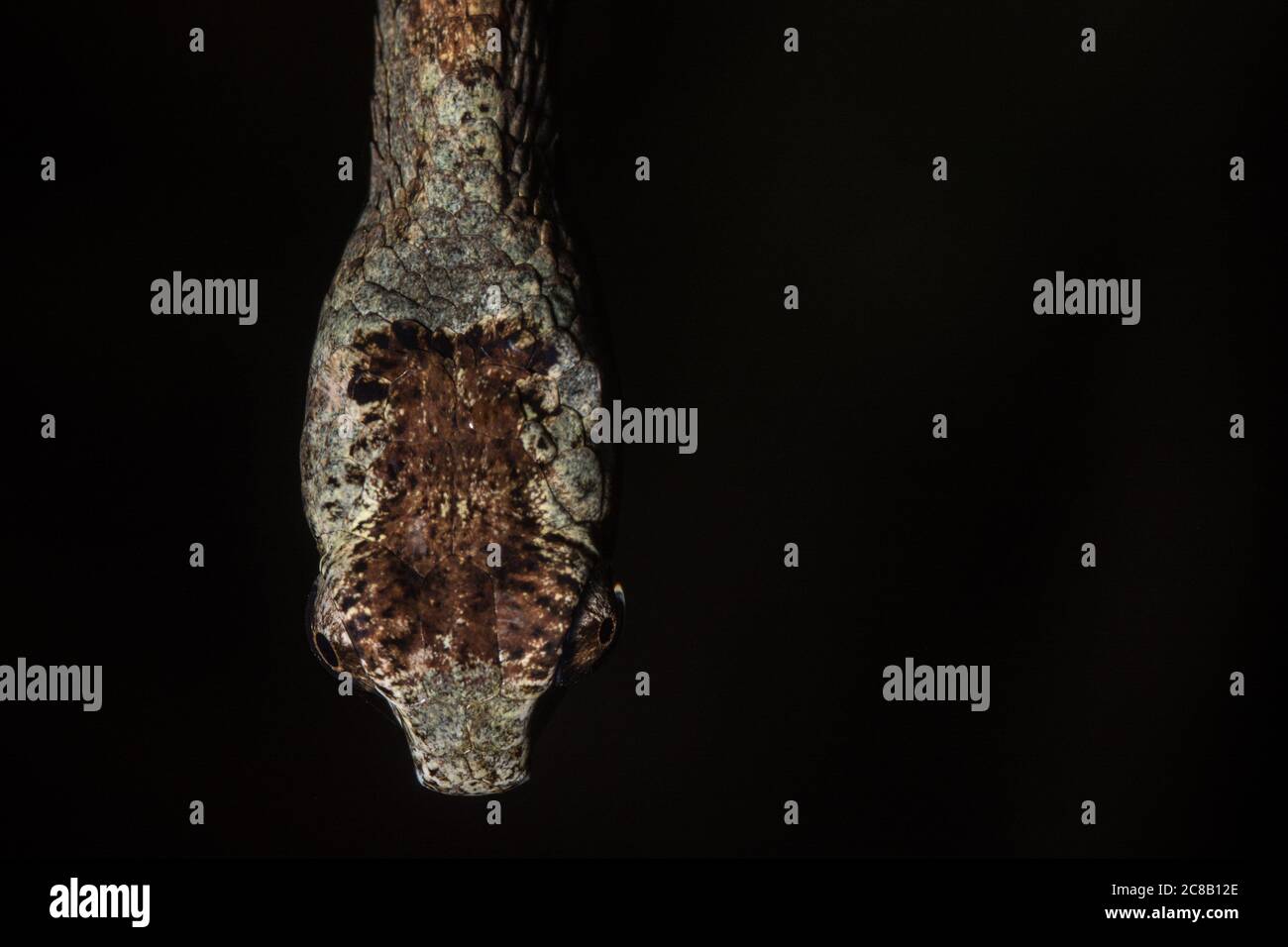 Unique snake hi-res stock photography and images - Alamy