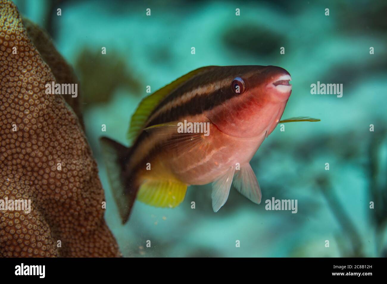 Princes parrotfish hi-res stock photography and images - Alamy