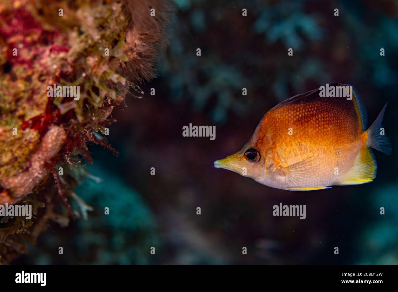 Caribbean longsnout butterflyfish hi-res stock photography and images ...