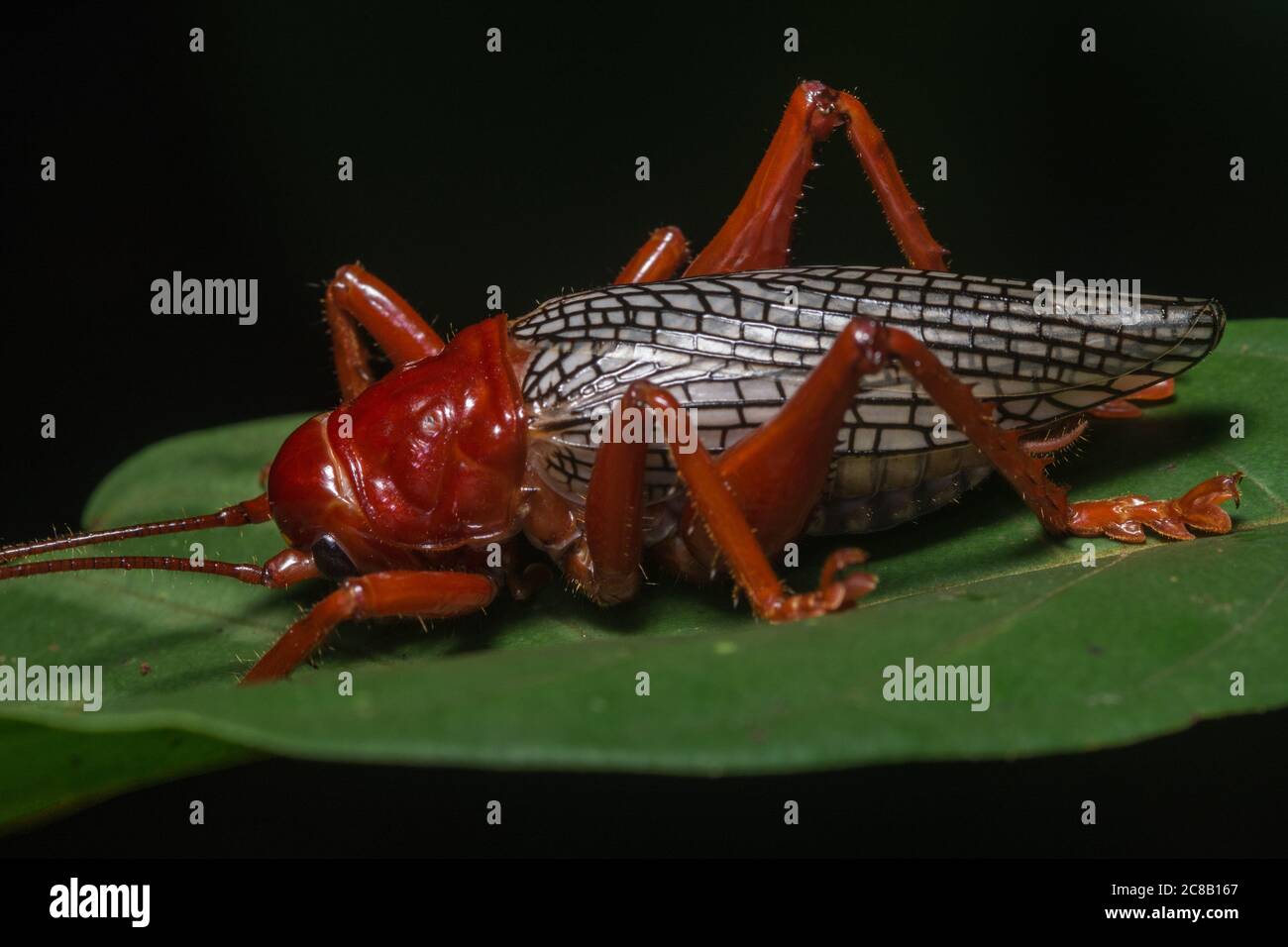 A raspy cricket (Phlebogryllacris venosa) from Malaysia, Sabah, Borneo ...