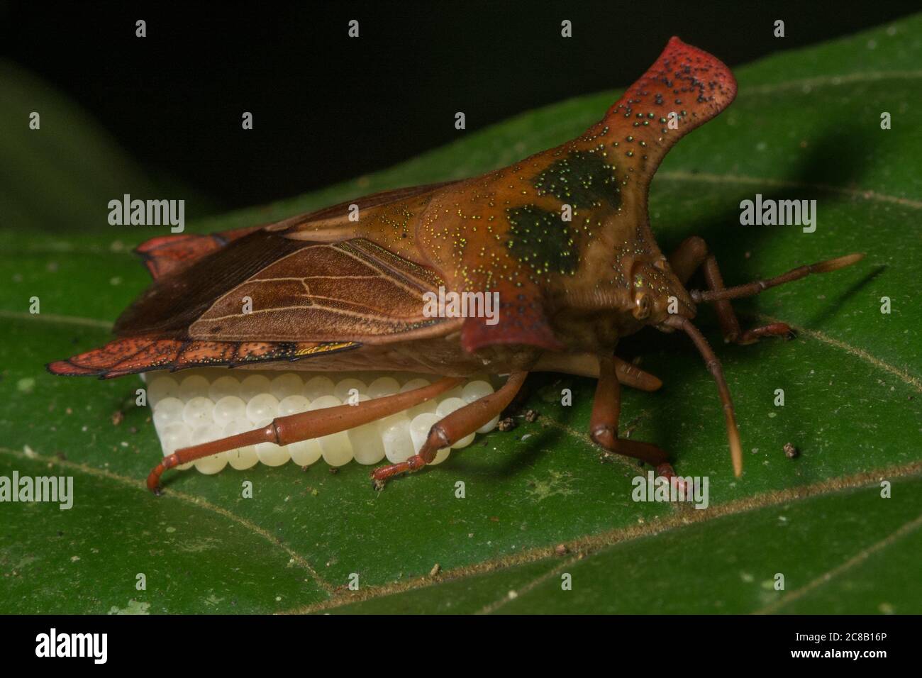 A shield bug guards her eggs on top of a leaf in Malaysian Borneo Stock ...