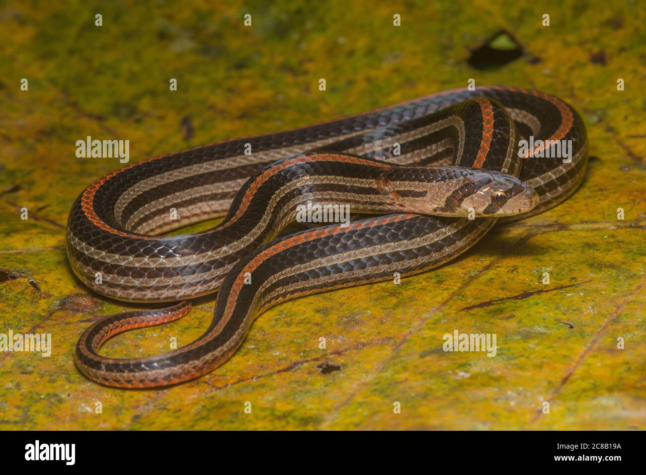 Striped kukri snake hi-res stock photography and images - Alamy