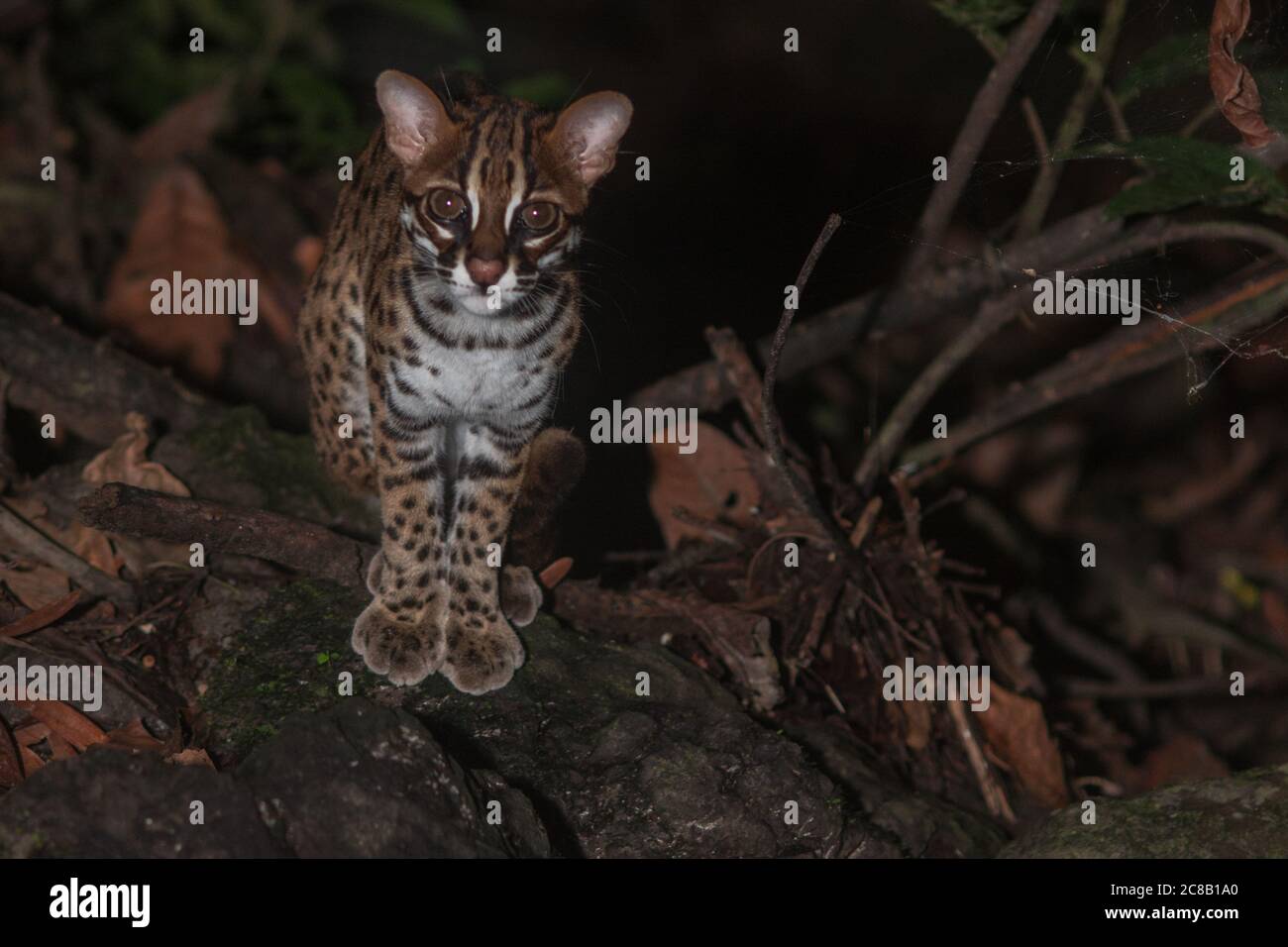 Sunda leopard cat (Prionailurus javanensis) at night in the jungle ...