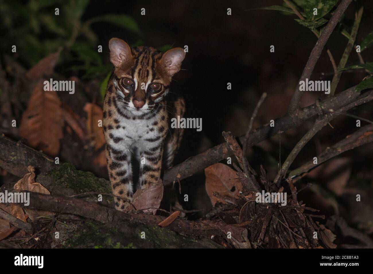 Sunda leopard cat (Prionailurus javanensis) at night in the jungle ...