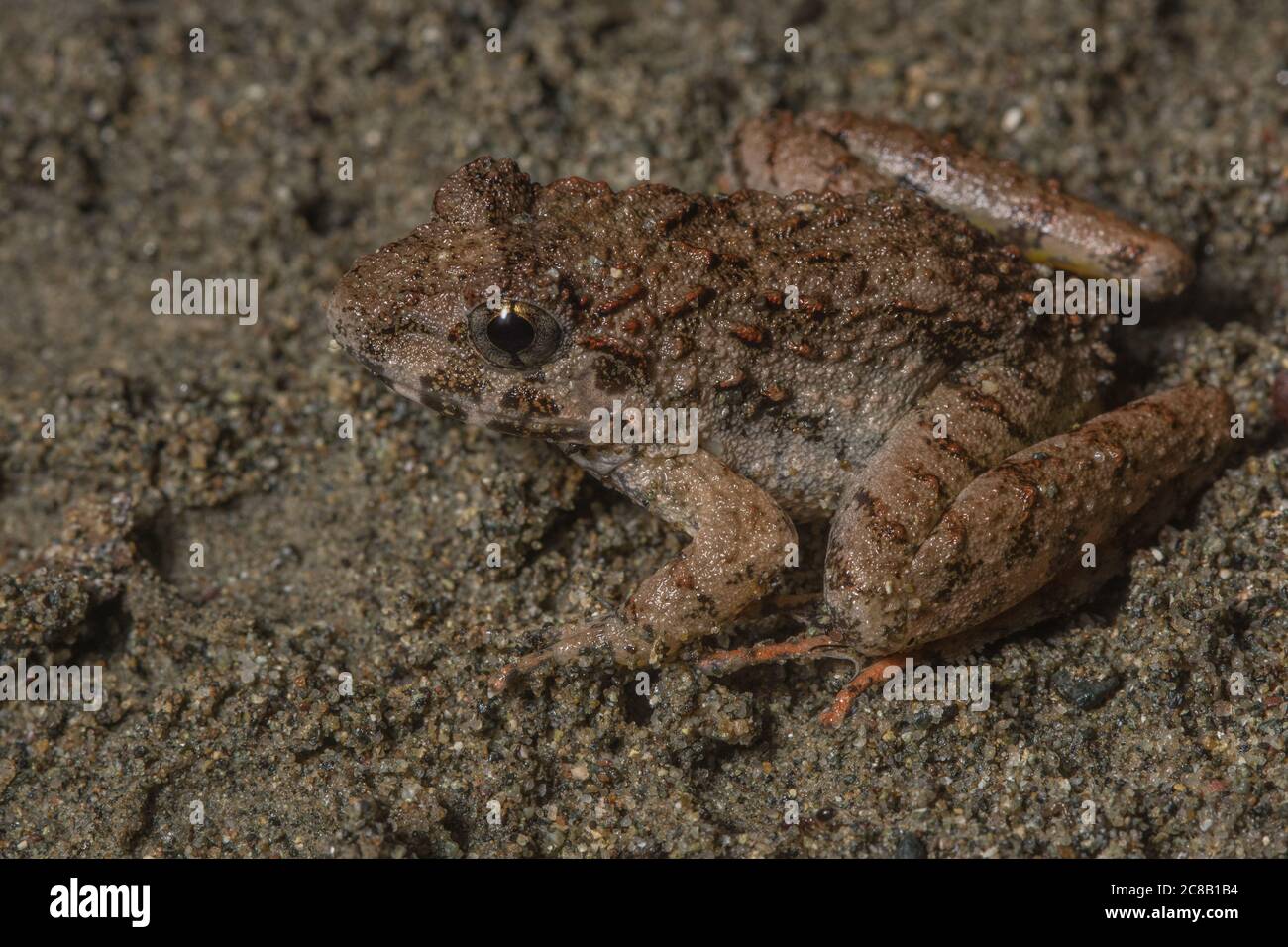 Finchi hi-res stock photography and images - Alamy