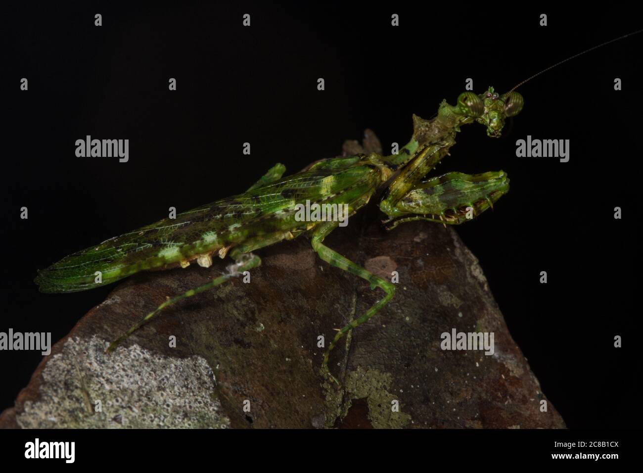 Moss Mantis (Majangella moultoni) from Borneo Stock Photo - Alamy