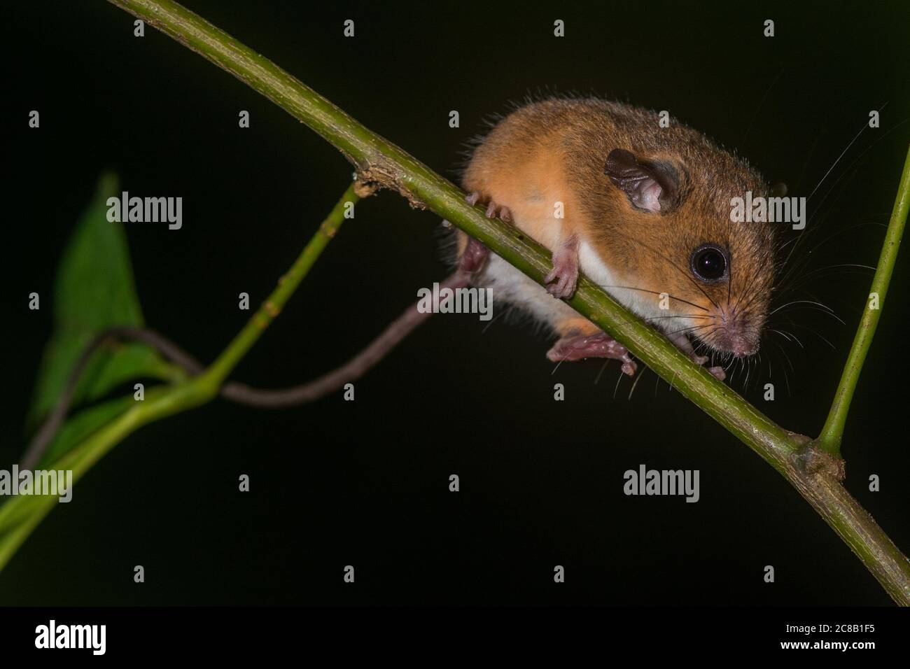 Tree mouse hi-res stock photography and images - Alamy