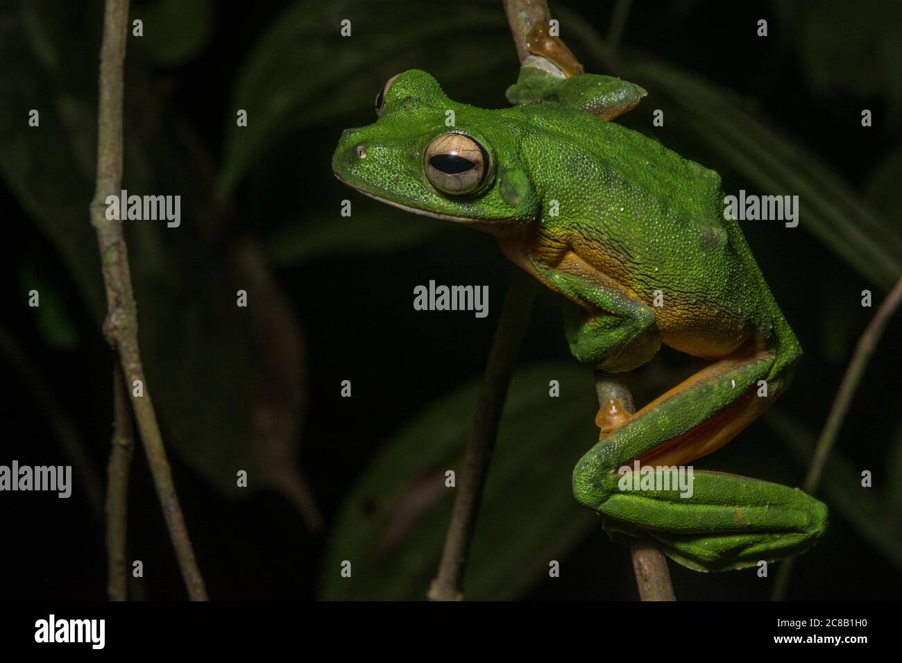 Wallace's flying frog (Rhacophorus nigropalmatus) one of the most ...