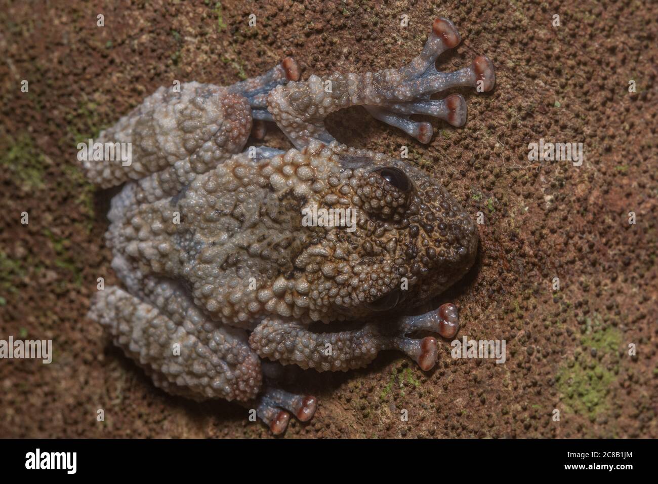 The spiny bush frog (Theloderma horridum) a rare frog that can be found ...