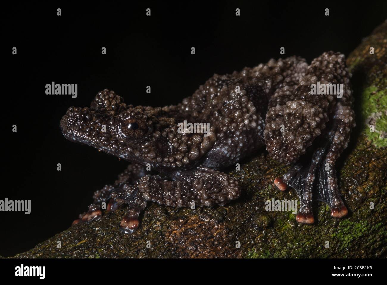 The spiny bush frog (Theloderma horridum) a rare frog that can be found ...